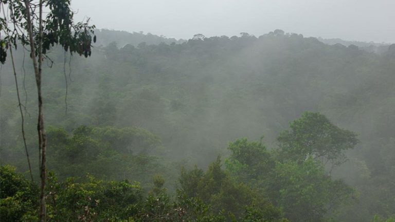 D’où vient notre nom Canopées ? - Canopées